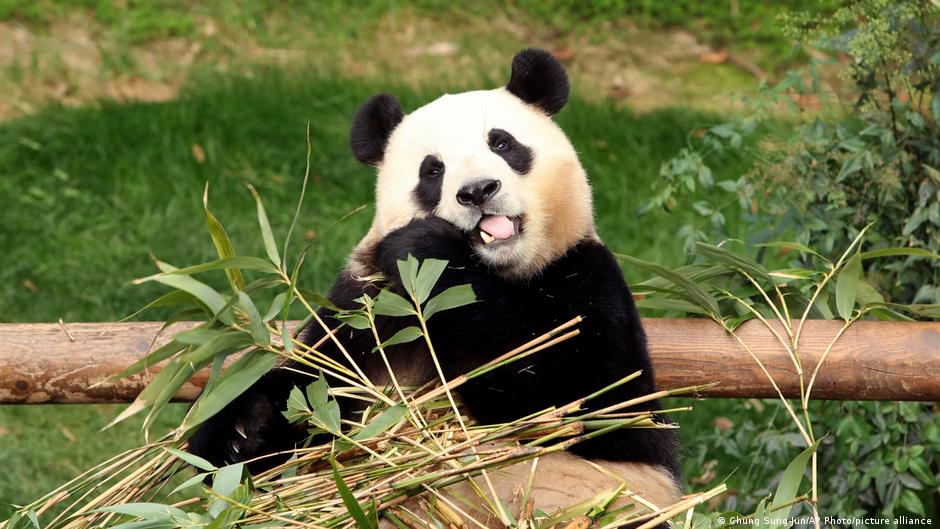 Farewell Fu Bao: South Korea says goodbye to giant panda