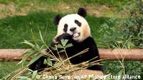 Farewell Fu Bao: South Korea says goodbye to giant panda – DW – 03/03/2024