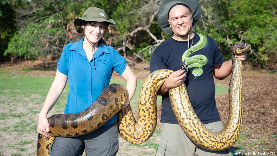 يزن نصف طن..العثور على أكبر الثعابين في العالم! – DW – 2024/3/4