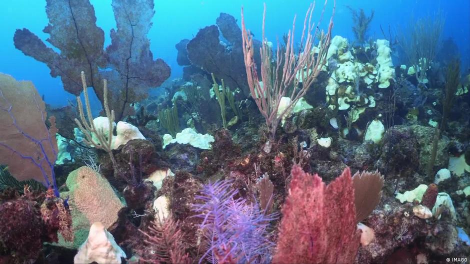 Is it too late to meet the goals of the Paris Accord? – DW – 03/14/2024