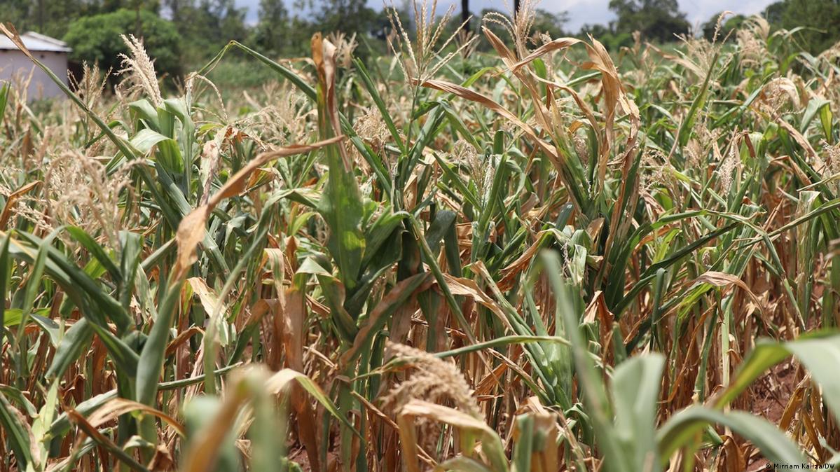 Malawi yatangaza hali ya dharura kufuatia ukame