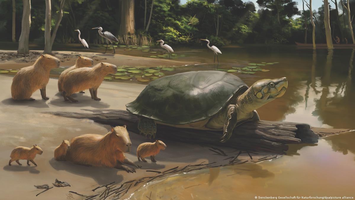Ancient giant turtle named after Stephen King character – DW – 03/14/2024