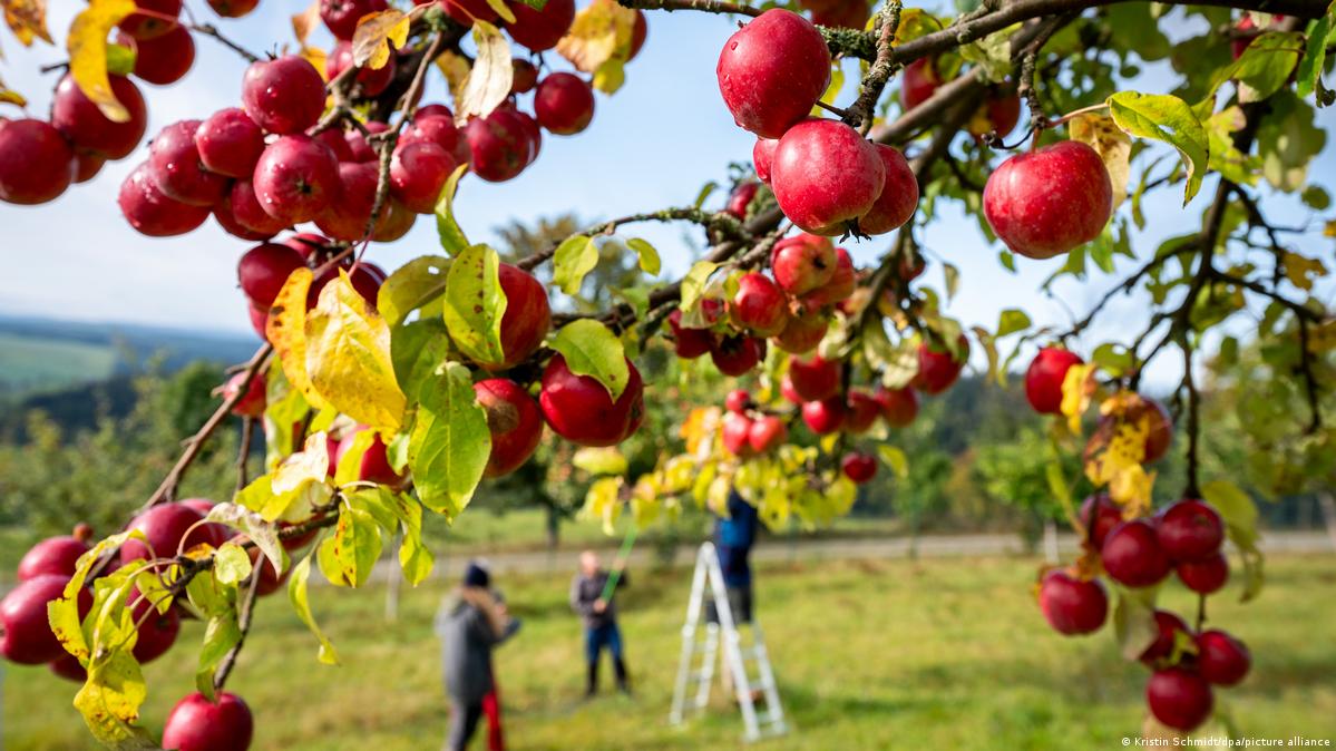Germany updates: Mild weather delivers bumper apple harvest