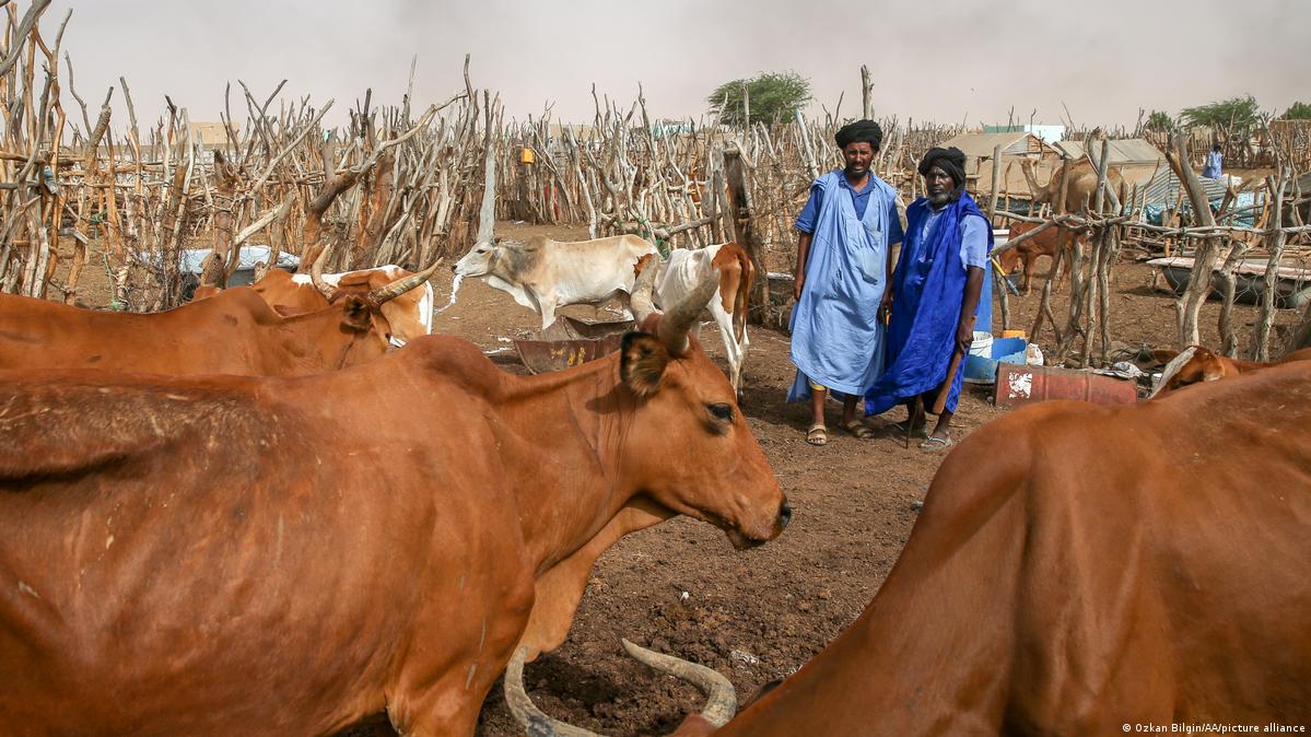 Sahel : le pastoralisme face aux groupes armés