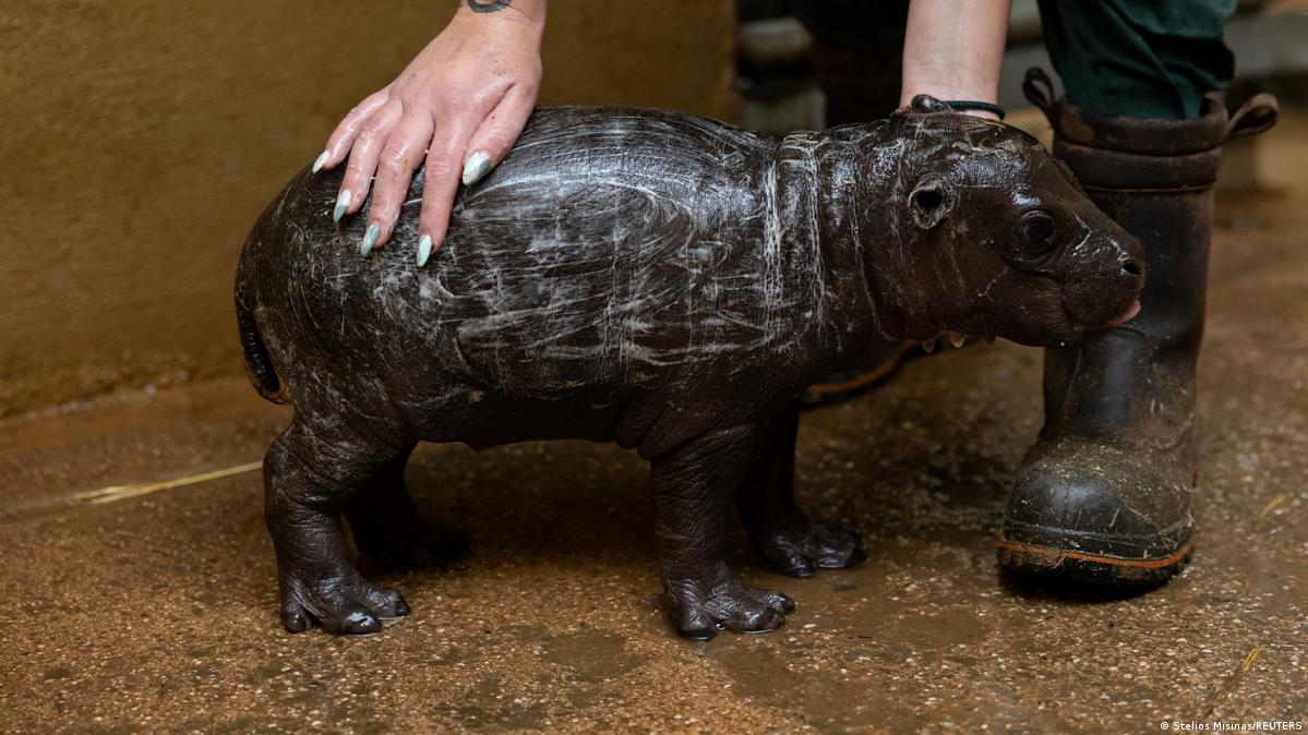 Rare hippo species born in Athens Zoo – DW – 03/20/2024