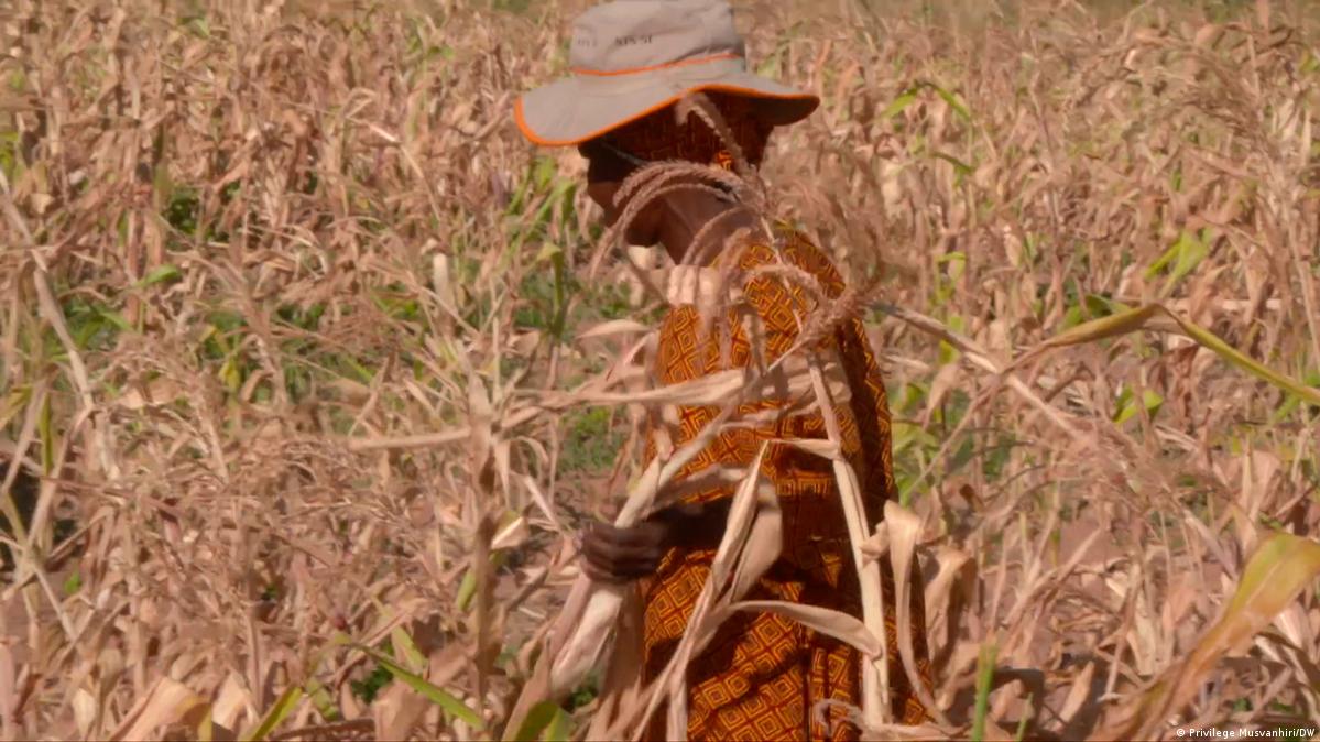 Zimbabwe declares national disaster amid El Nino drought – DW – 04/03/2024