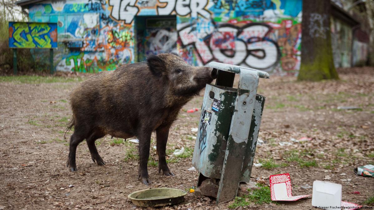 Germany: Wild boar shot after wandering through Mainz – DW – 03/21/2024