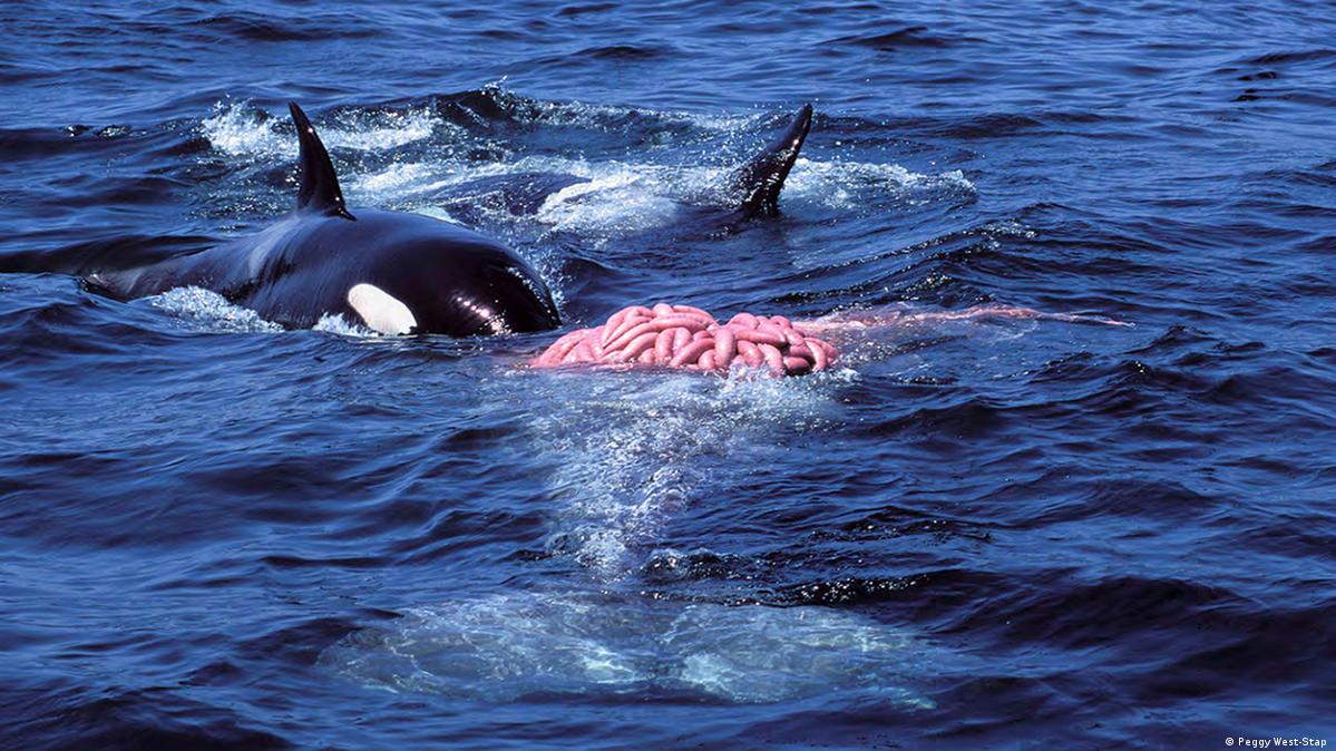 Misteriosas orcas aprenden nuevas y letales técnicas de caza – DW – 21 ...