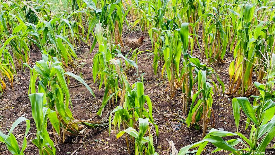 Ministro da Agricultura critica, mas não avança soluções