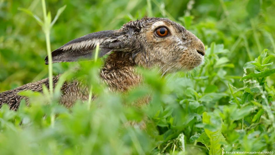 Germany's real Easter Bunnies are thriving – DW – 03/30/2024
