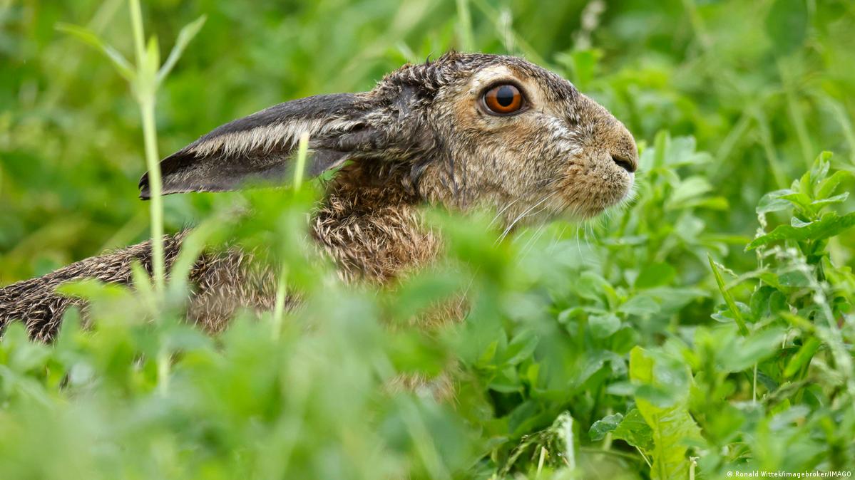 Germany's real Easter Bunnies are thriving – DW – 03/30/2024