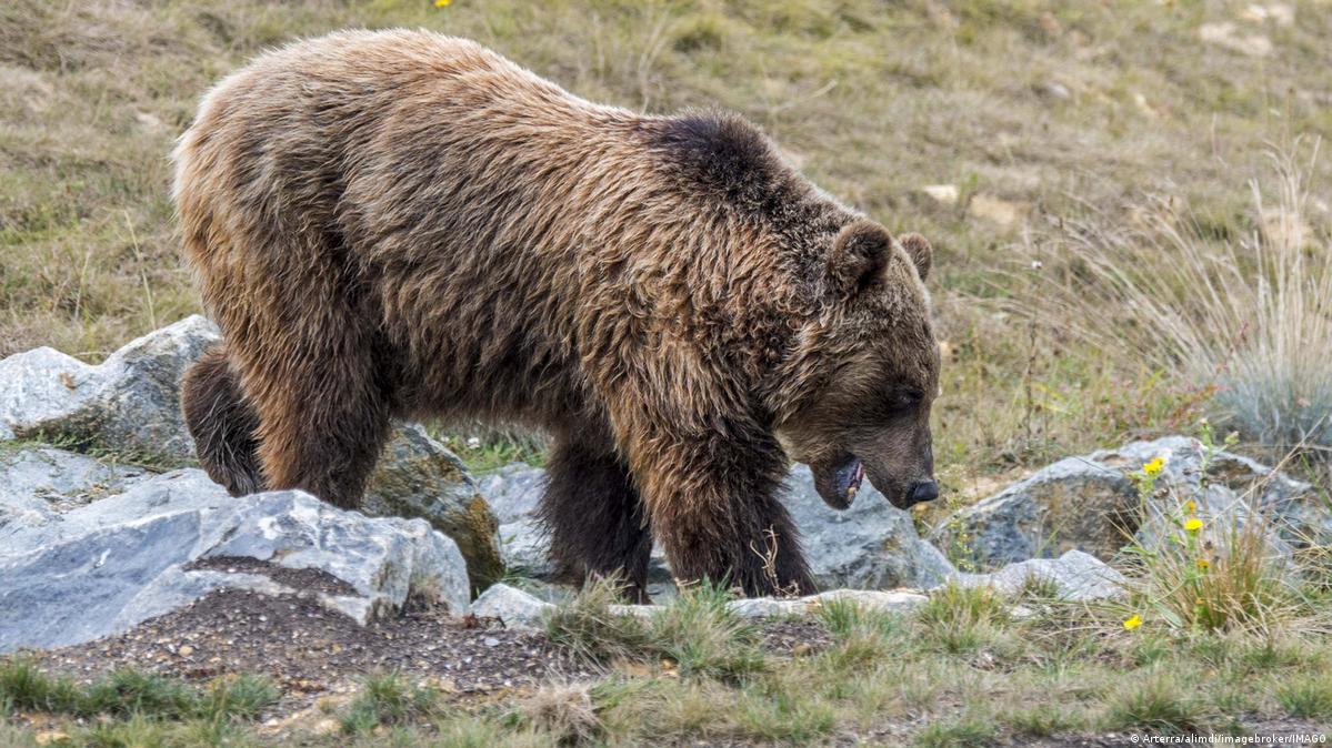 Once endangered, brown bears bounce back in the Pyrenees – DW – 04/02/2024