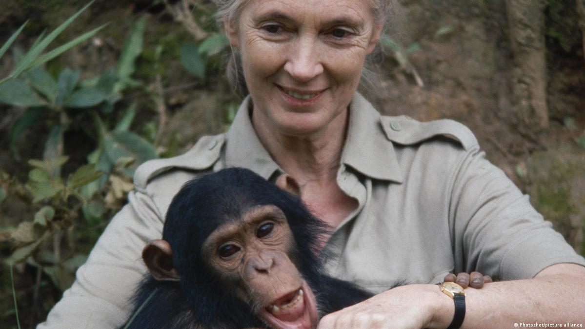 Primatologist Jane Goodall dies, aged 91 – DW – 10/01/2025