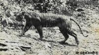 Mechón de pelo sugiere que el tigre de Java no está extinto – DW – 08 ...