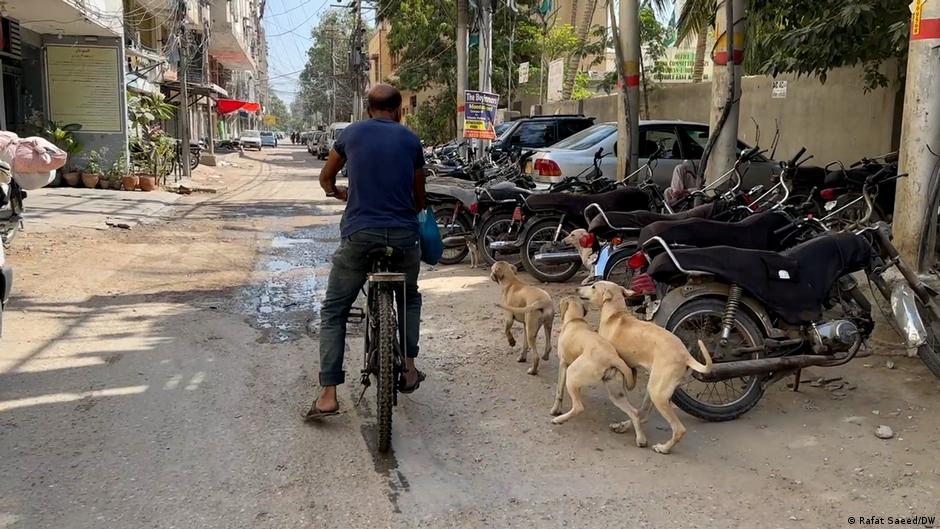 Pakistan: Karachi's stray animals love this man – DW – 04/12/2024