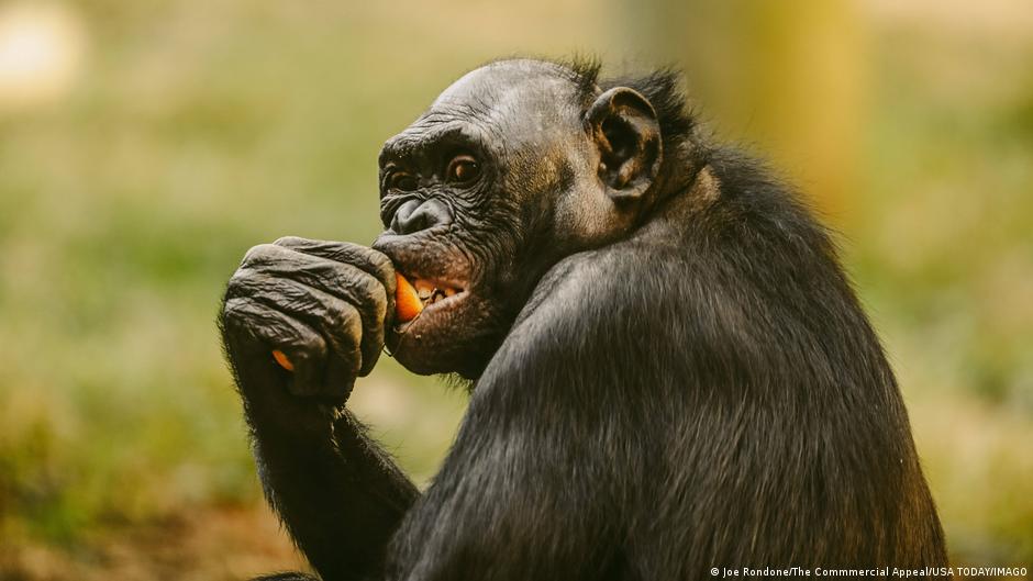 Estudio: bonobos agresivos tienen mayor éxito reproductivo – DW – 15/04 ...