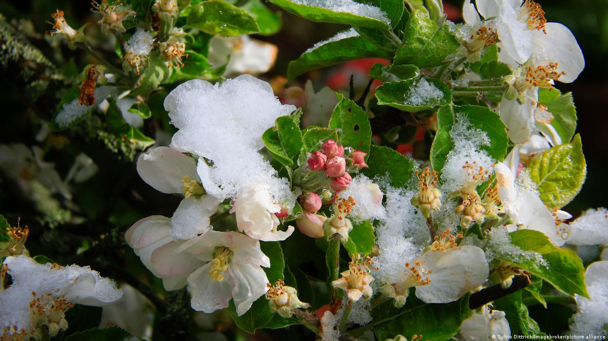 European farmers battling 'devastating' spring frost – DW – 04/26/2024