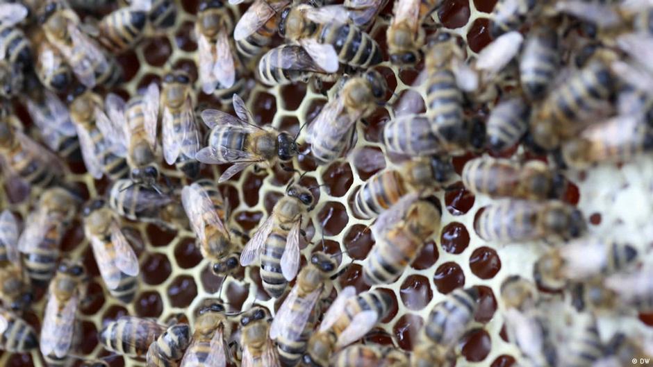 How important are bees for humans? – DW – 05/10/2024