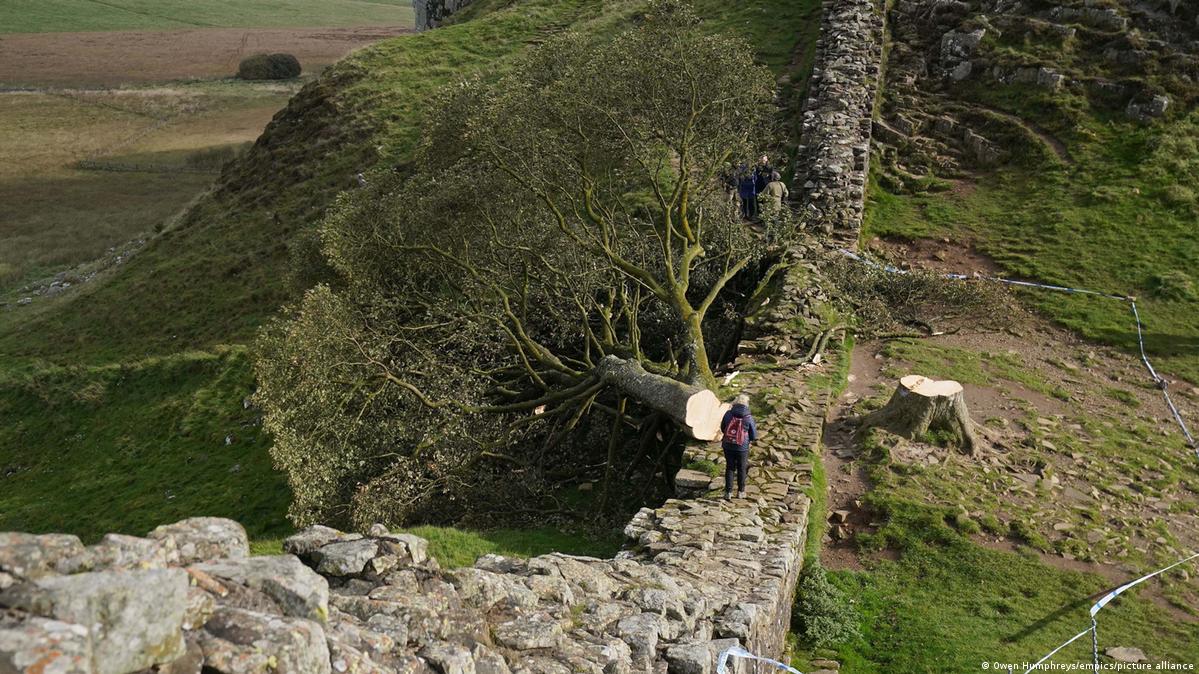 UK: 2 charged over felling of famous Sycamore Gap tree – DW – 04/30/2024