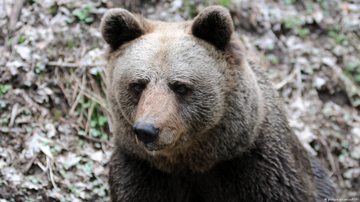 German sanctuary to take bear that killed Italian jogger – DW – 05/15/2024