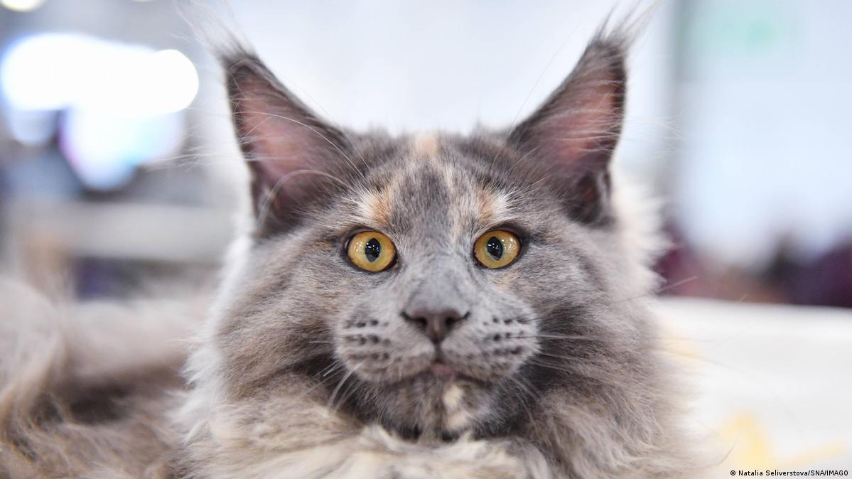 De qué raza es Lucio, el gato que se robó la serie "Ripley" – DW – 17 ...