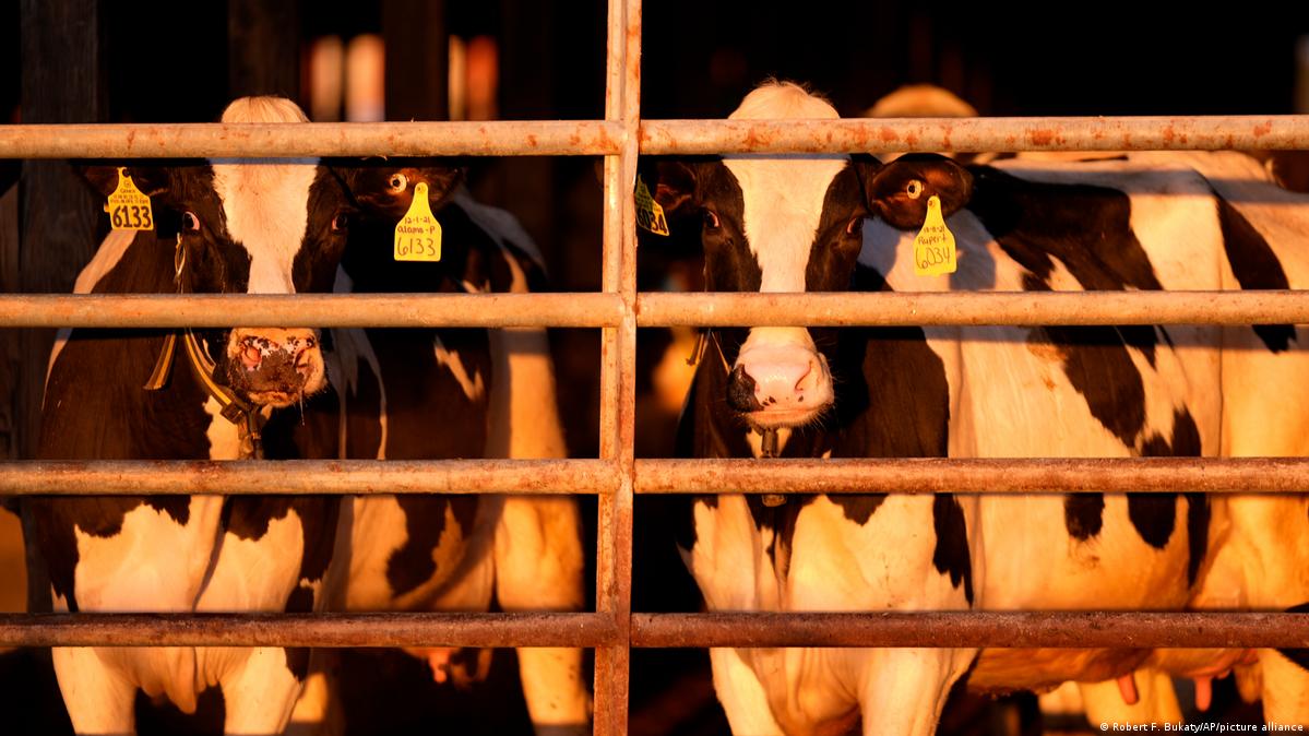 Is US bird flu outbreak in cattle a global risk to humans?