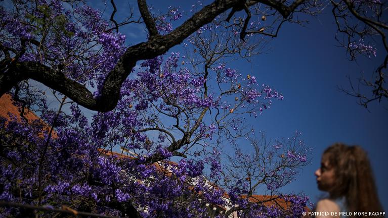 Lisbon blooms with sea of jacaranda flowers – DW – 06/01/2024