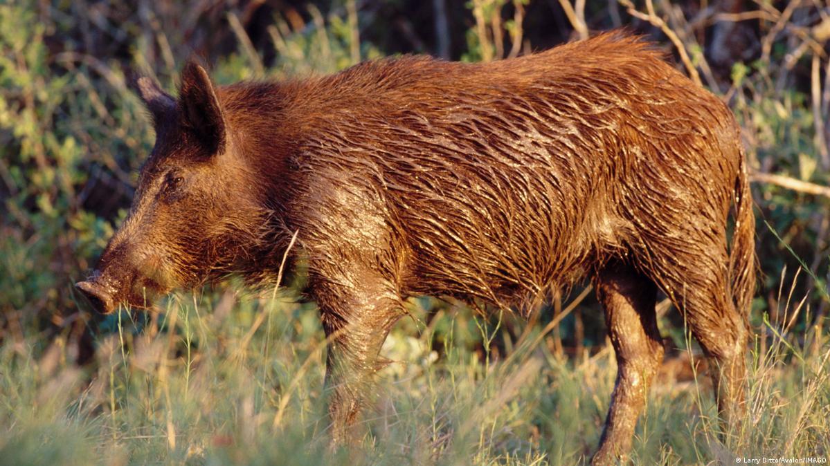 É possível deter espécies invasoras comendo-as? – DW – 23/06/2024