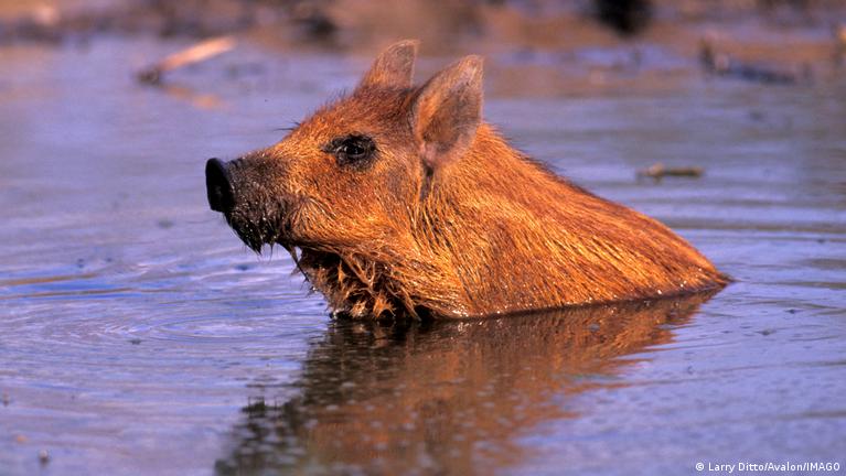 Can eating invasive species stop them spreading? – DW – 10/25/2024