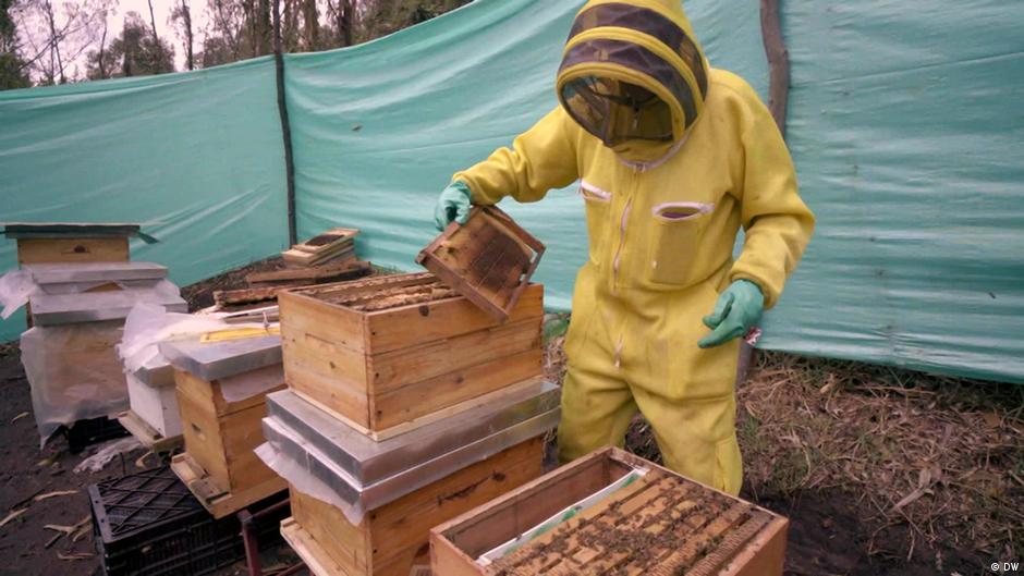 ¿Abejas inmunes a los plaguicidas? – DW – 18/06/2024