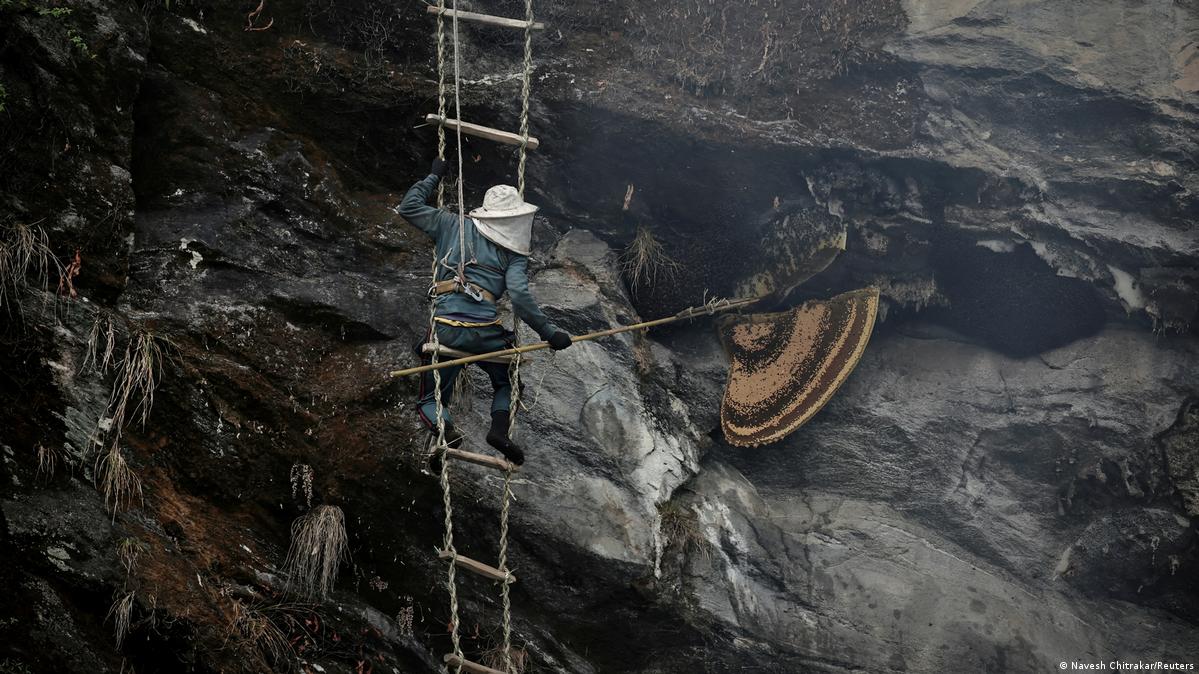 In Nepal, climate change threatens honey hunters' tradition – DW – 06 ...