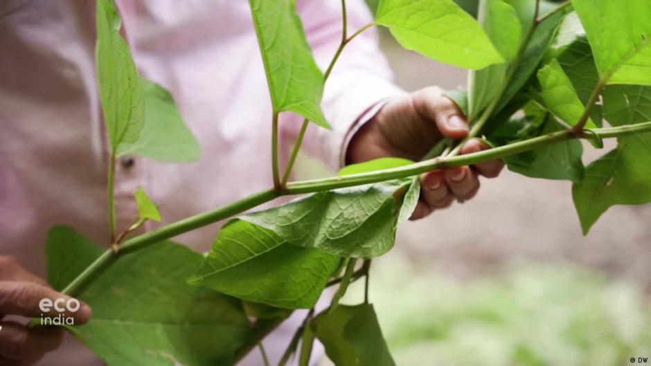 Harnessing invasive plants for use in industry