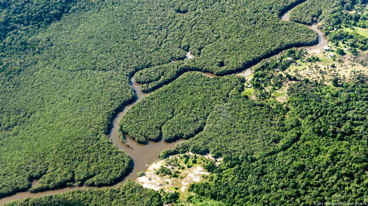Estudio señala necesidad de bosques inundables en Amazonía – DW – 14/01/2025