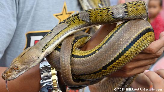 Indonesian woman found dead inside giant python – DW – 06/08/2024