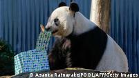 Chinese premier in Australia promises replacement pandas – DW – 06/16/2024