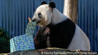 Chinese premier in Australia promises replacement pandas – DW – 06/16/2024