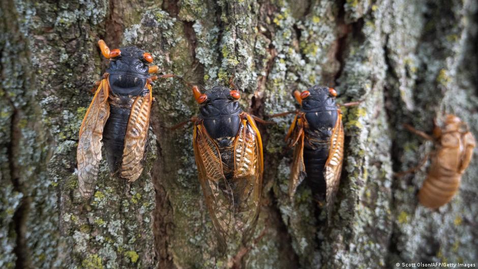 'Cicadapocalypse' — a rare natural event explained – DW – 06/17/2024