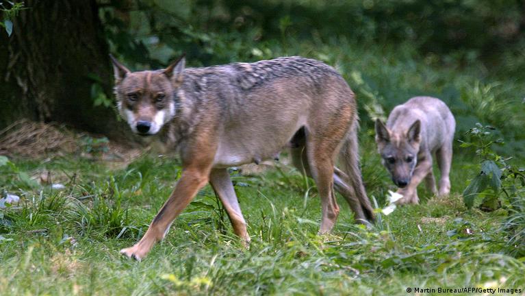 Wolf attack in French zoo leaves woman seriously injured