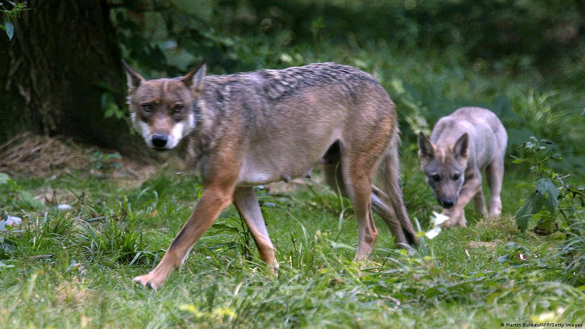 Wolf attack in French zoo leaves woman seriously injured – DW – 06/23/2024