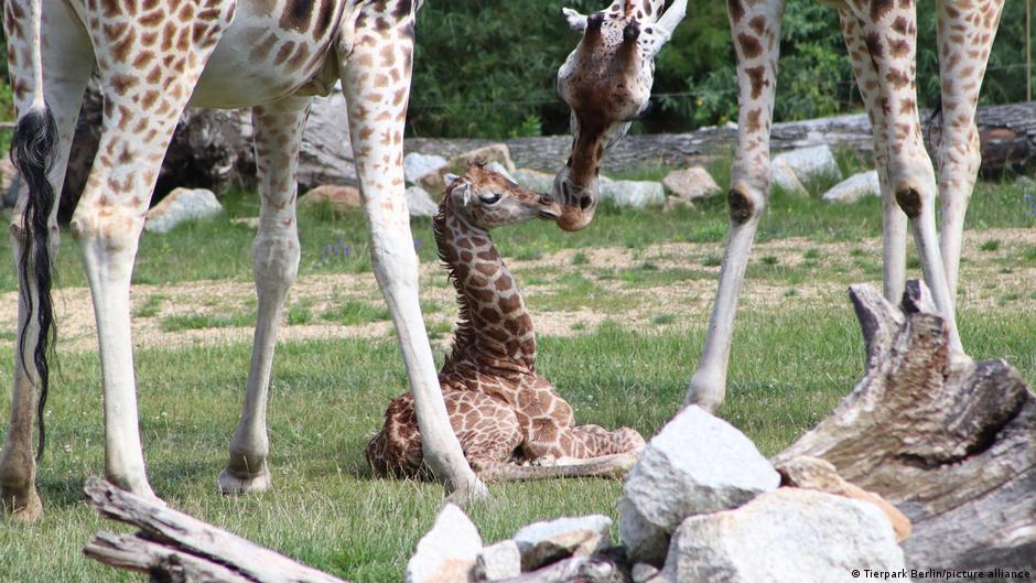 Germany: Rare Rothschild giraffe born at Berlin zoo – DW – 06/24/2024