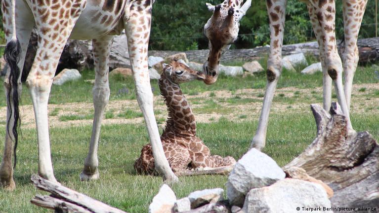 Germany: Rare Rothschild giraffe born at Berlin zoo – DW – 06/24/2024