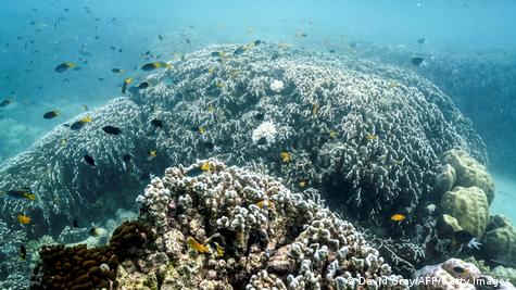 Great Barrier Reef Natural Threats