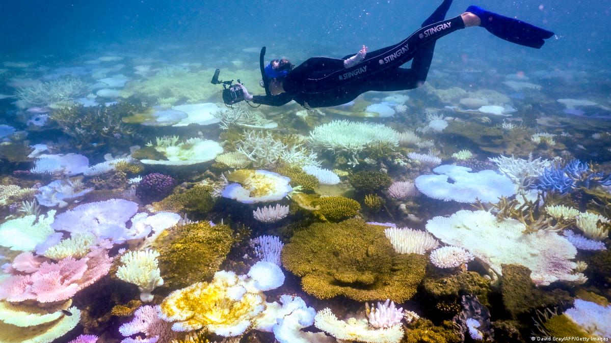 UNESCO says Great Barrier Reef under 'serious threat' – DW – 06/25/2024