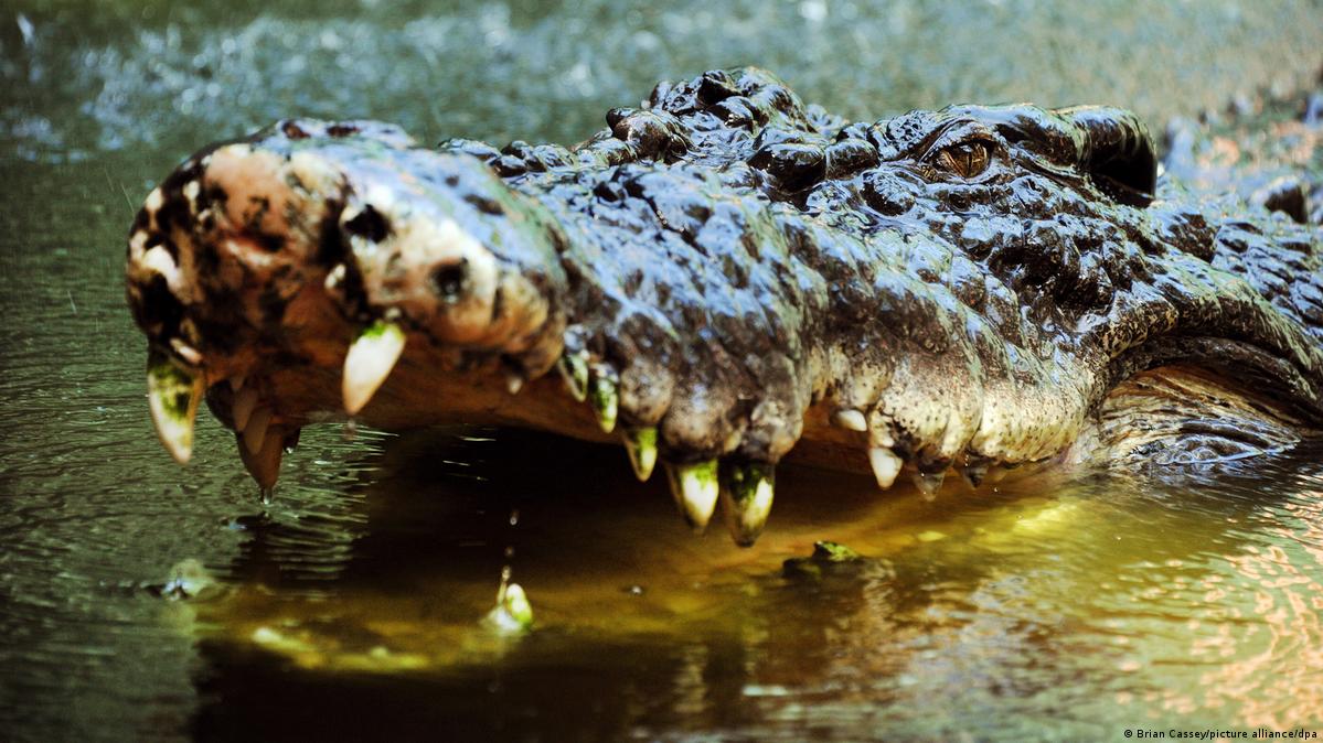 Australia: Rangers shoot 14-foot crocodile that killed child – DW – 07 ...