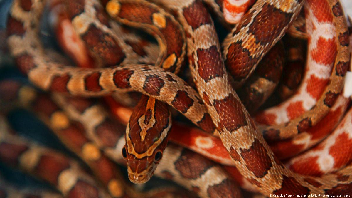 China: Man tries to smuggle 100 live snakes in his pants