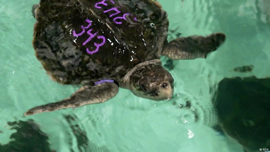 الولايات المتحدة: منقذو السلاحف في كيب كود – DW – 2024/7/20