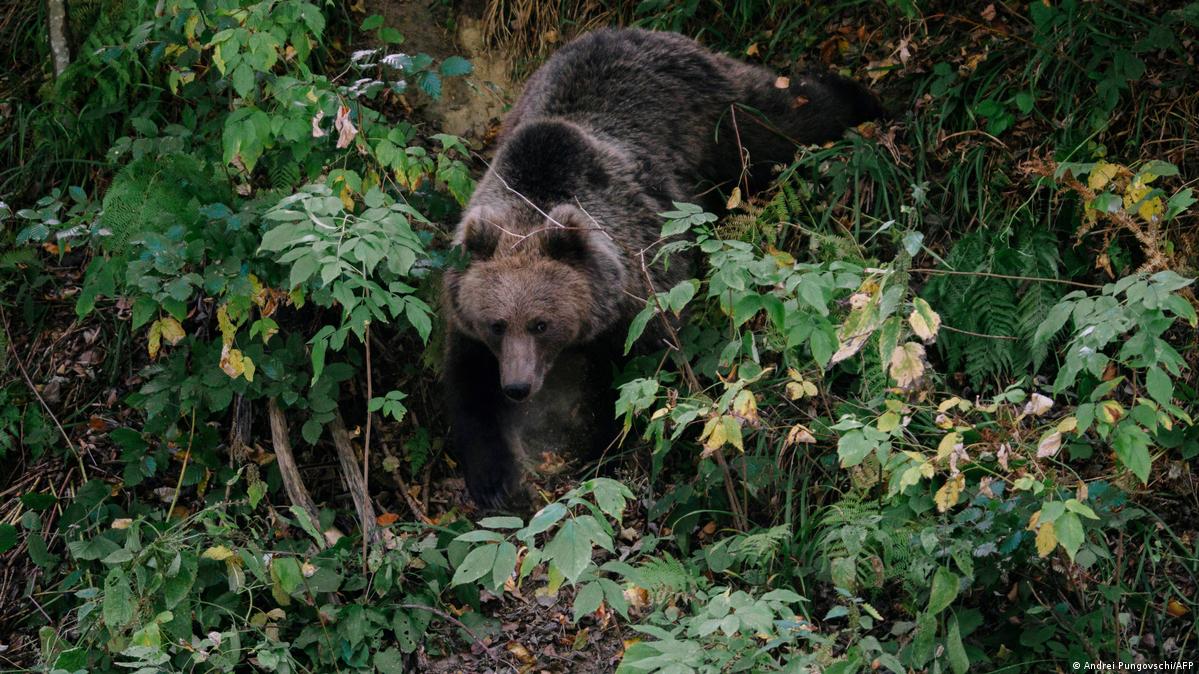 Slovakia: Man attacked by bear succumbs to injuries – DW – 10/06/2024