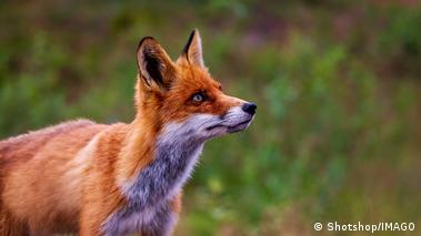 Der Wolfsgruß, die "Grauen Wölfe" und der Schweigefuchs
