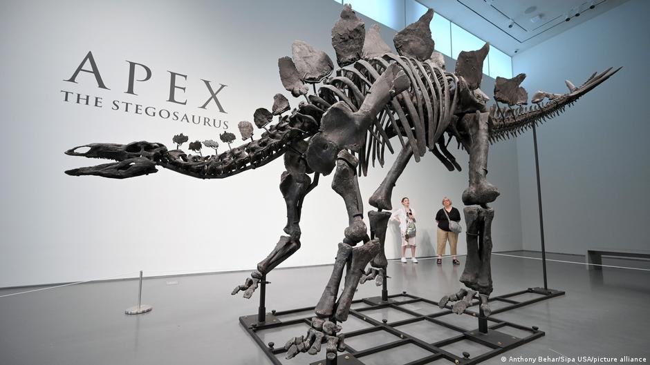 Dinosaur skeleton sells for record-breaking $44.6 million – DW – 07/18/2024
