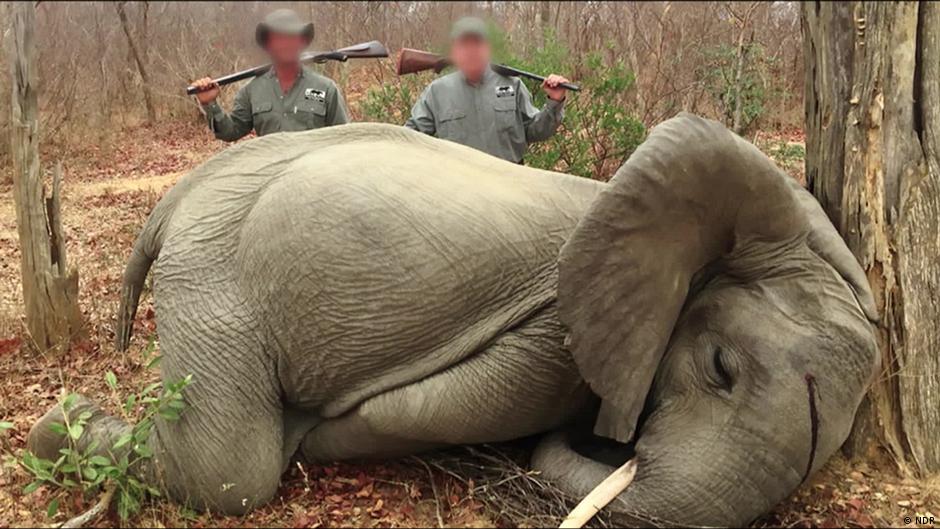 Trophy Hunting - A Cruel Hobby? Or Species Conservation?